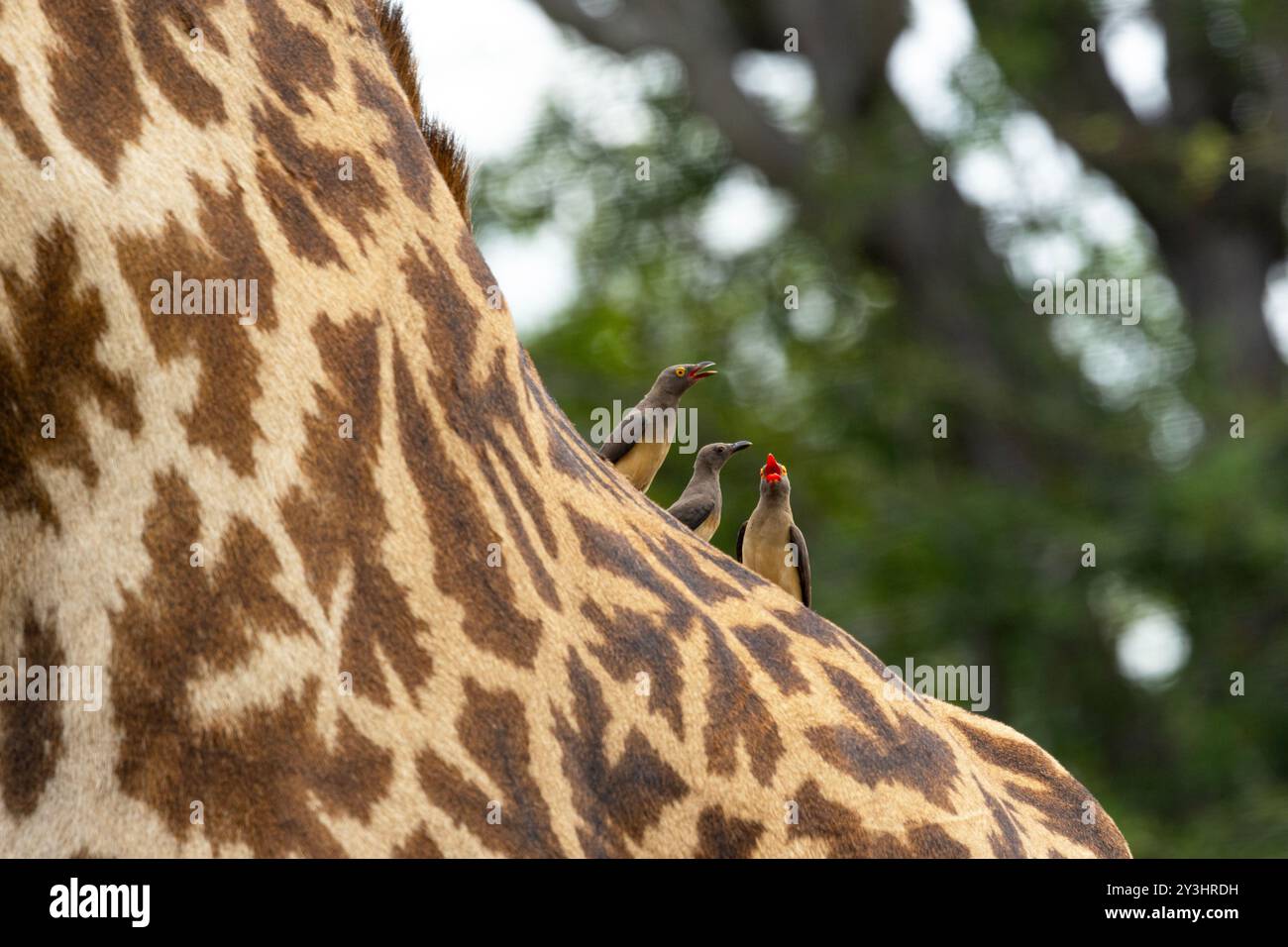 A Giraffe has a problem as it has a limited ability to groom itself ...