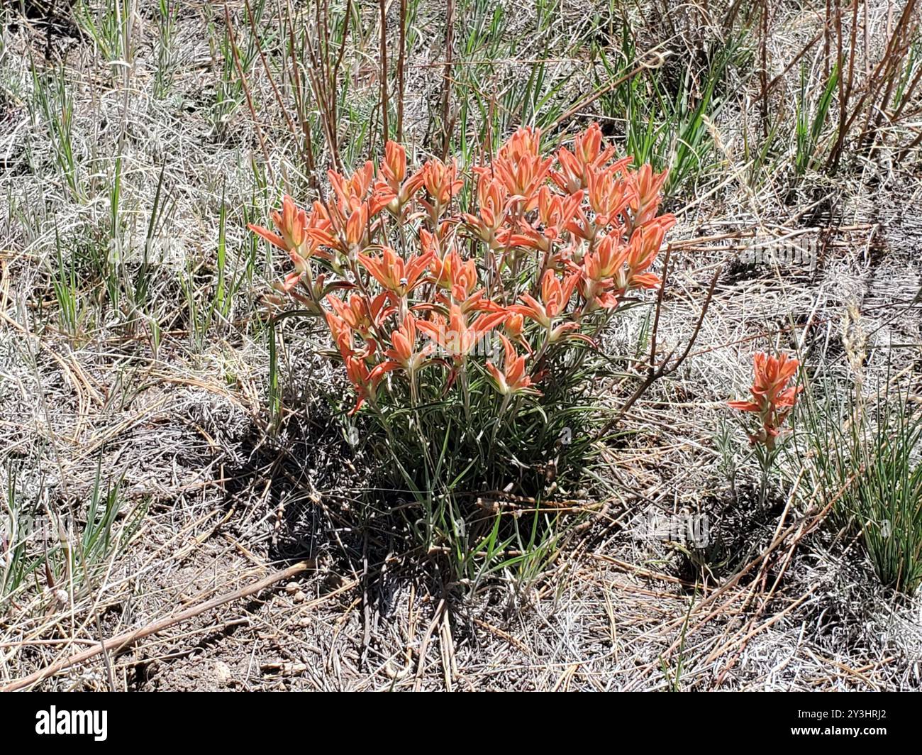 Wholeleaf Paintbrush (Castilleja integra) Plantae Stock Photo - Alamy
