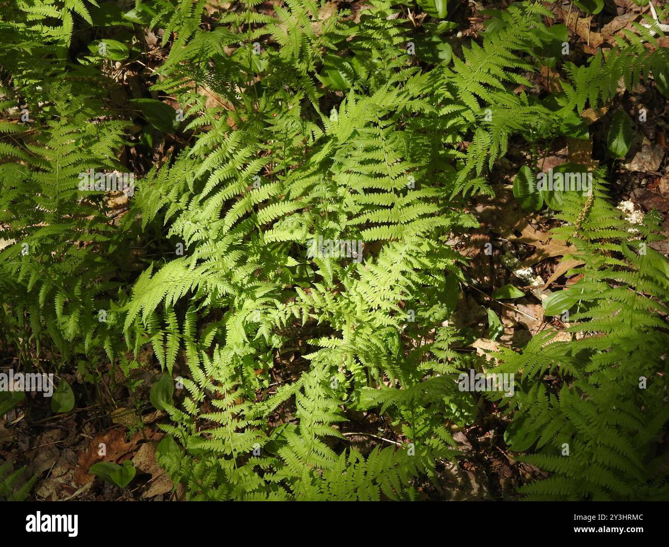 New York fern (Amauropelta noveboracensis) Plantae Stock Photo - Alamy