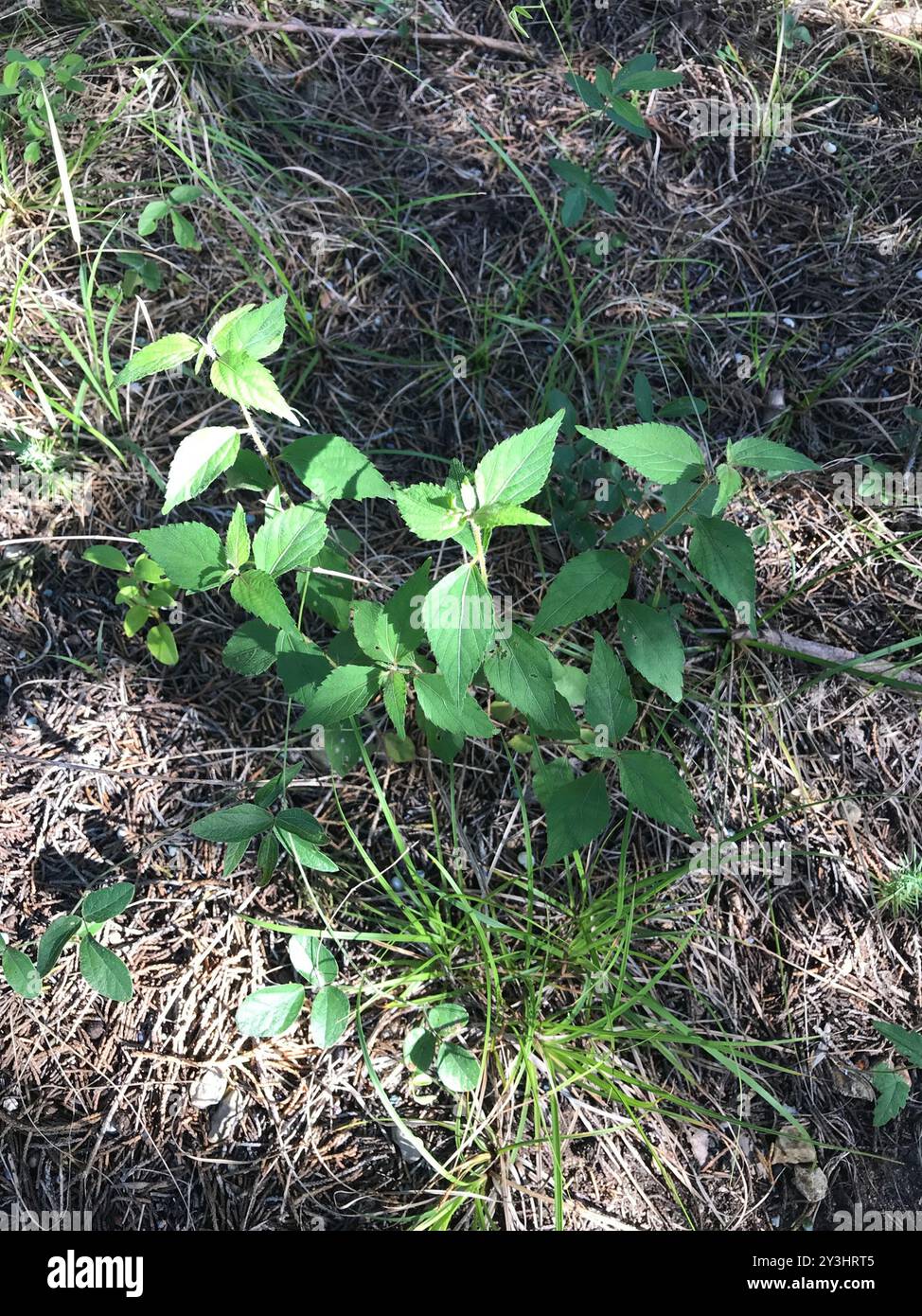 shrubby copperleaf (Acalypha phleoides) Plantae Stock Photo - Alamy