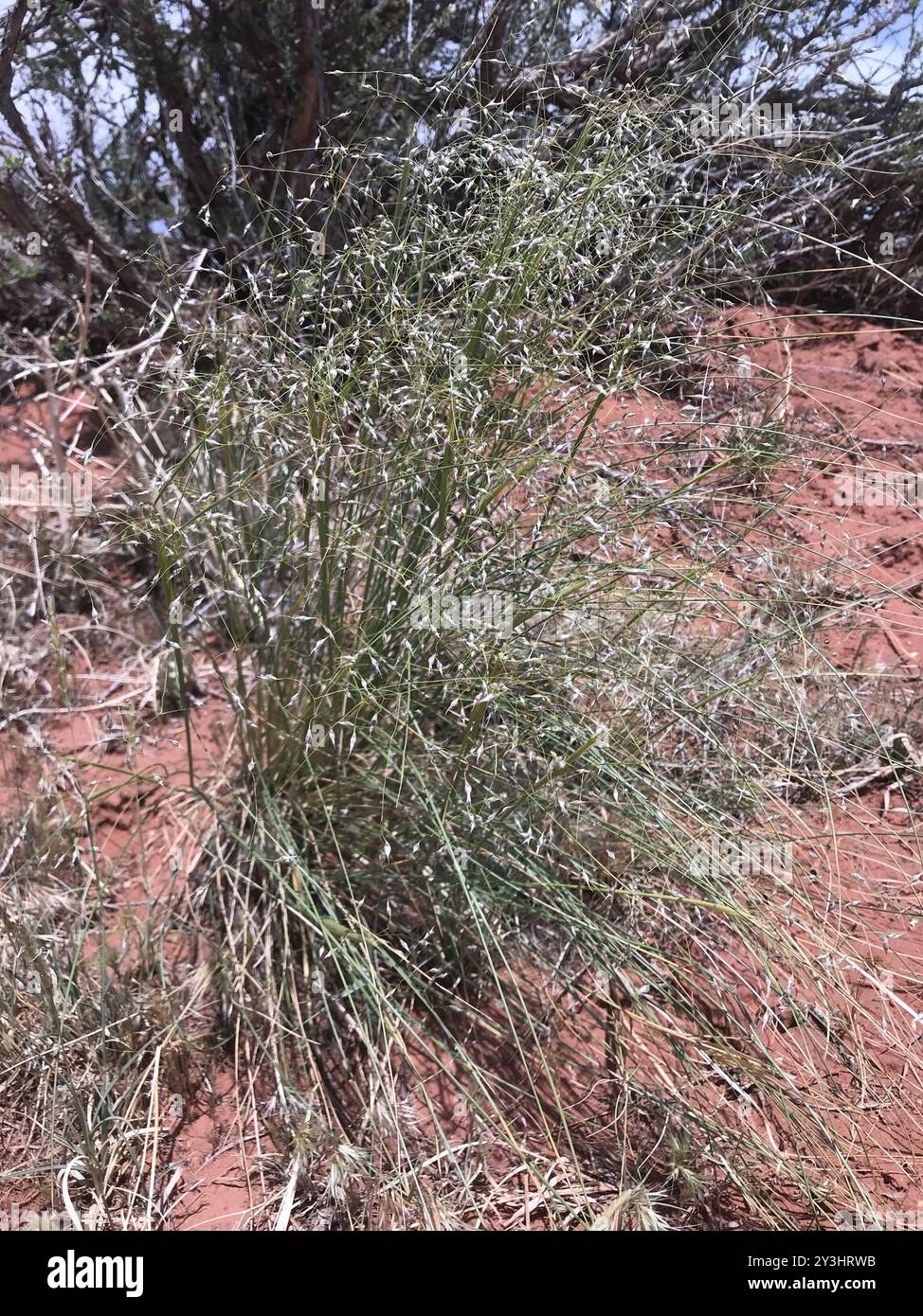 Sand Ricegrass (Eriocoma hymenoides) Plantae Stock Photo - Alamy
