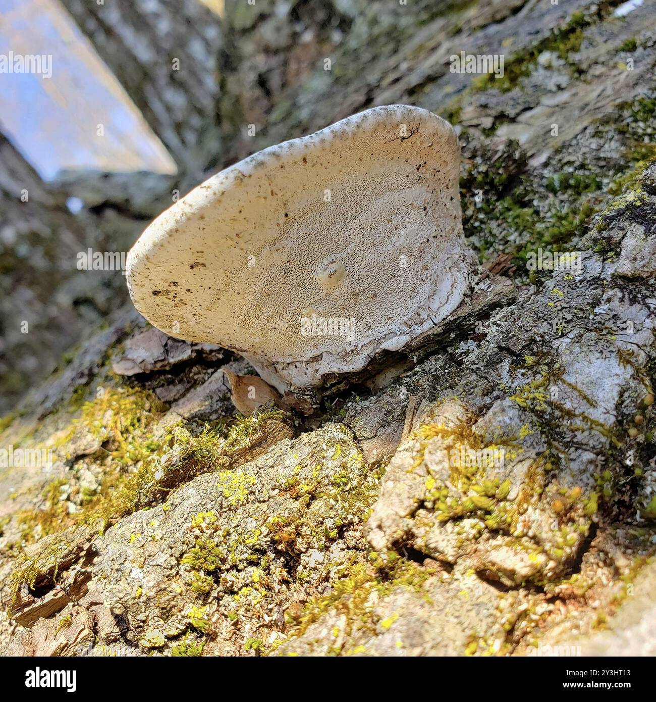 (Ganoderma megaloma) Fungi Stock Photo - Alamy
