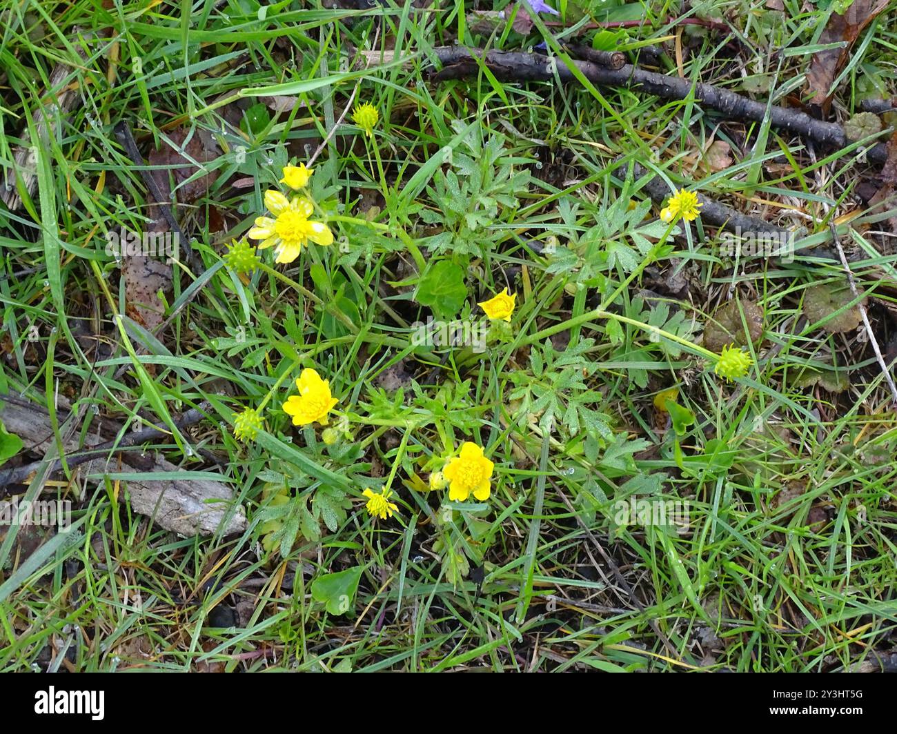 Early Buttercup (Ranunculus fascicularis) Plantae Stock Photo - Alamy