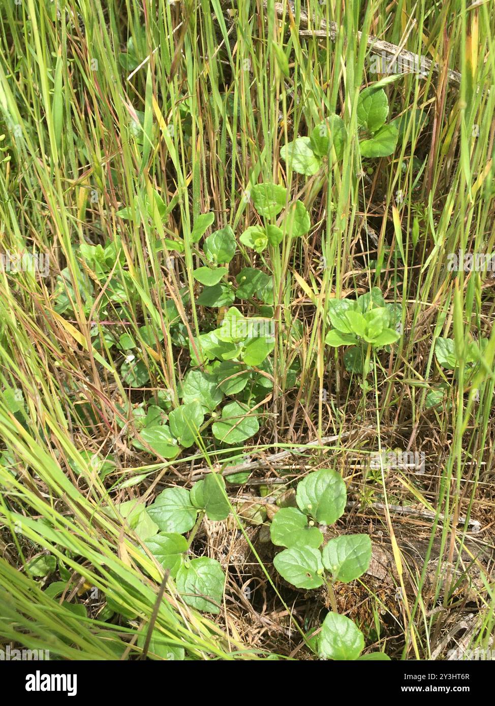 yerba buena (Clinopodium douglasii) Plantae Stock Photo - Alamy