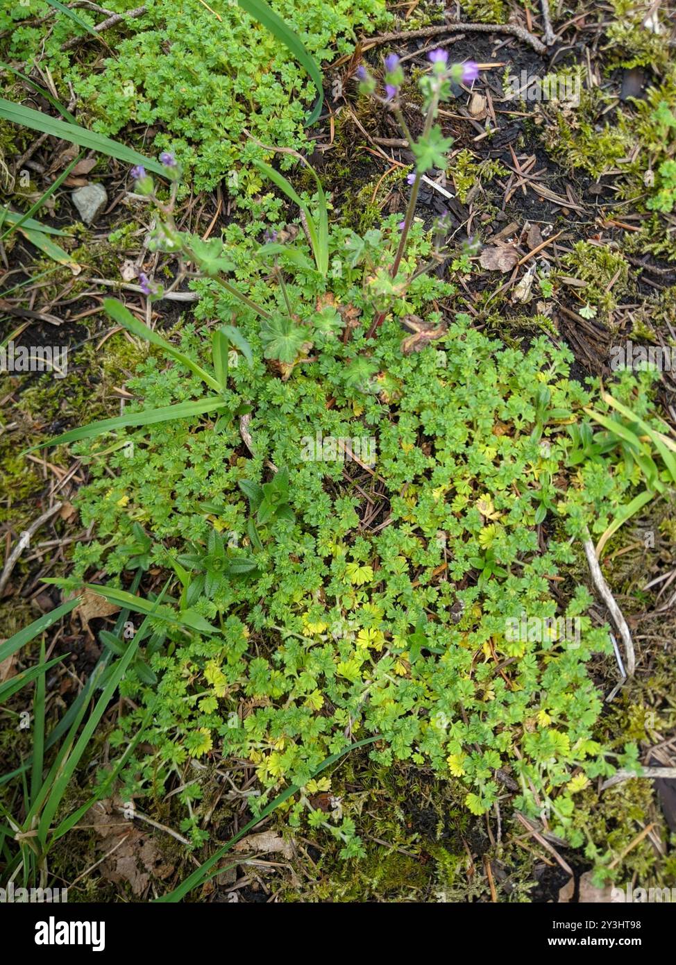 Field Parsley Piert (Alchemilla arvensis) Plantae Stock Photo - Alamy