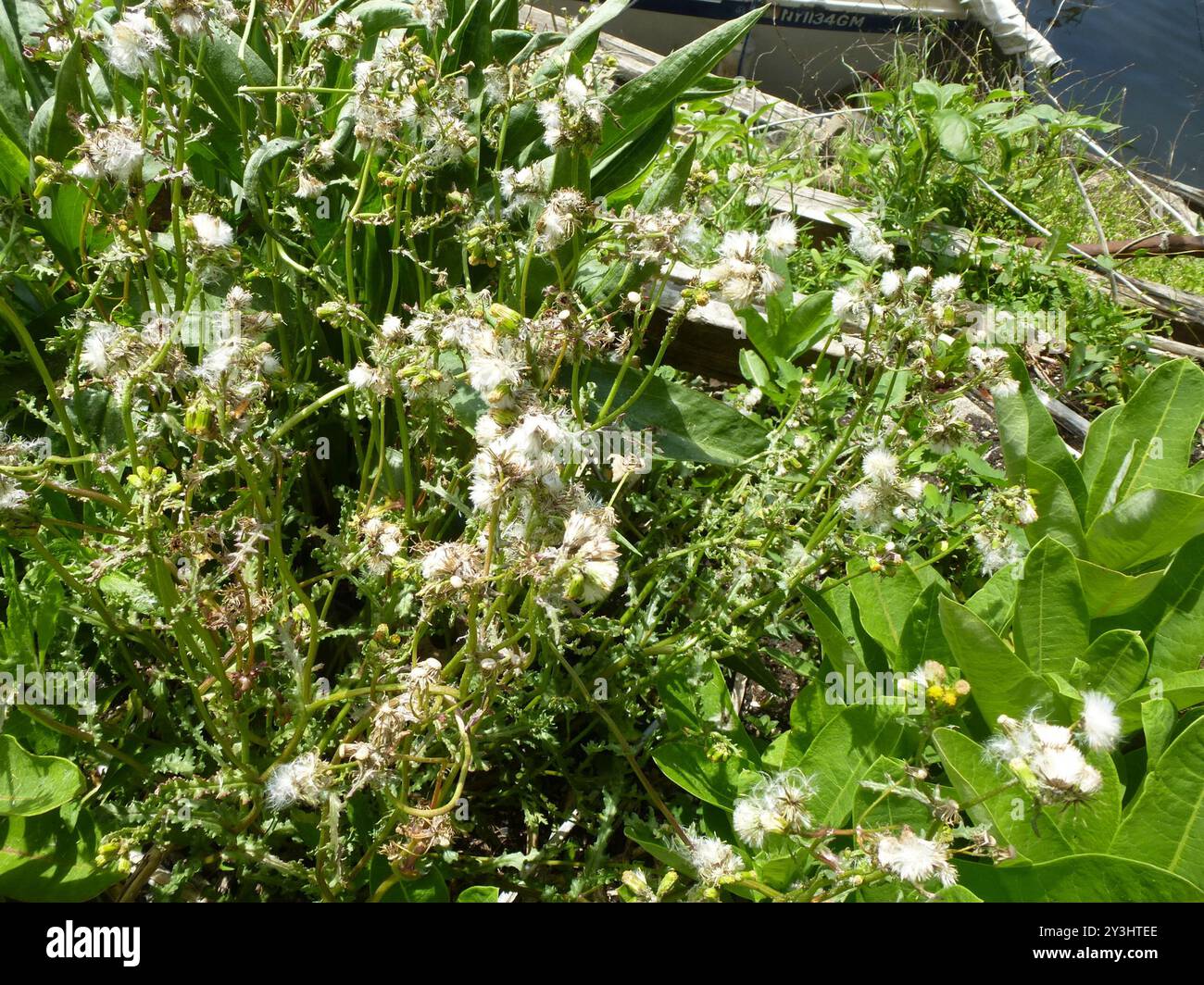 common groundsel (Senecio vulgaris) Plantae Stock Photo - Alamy