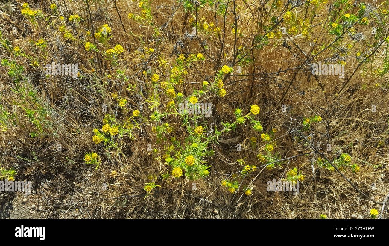 smooth tarplant (Centromadia pungens laevis) Plantae Stock Photo - Alamy