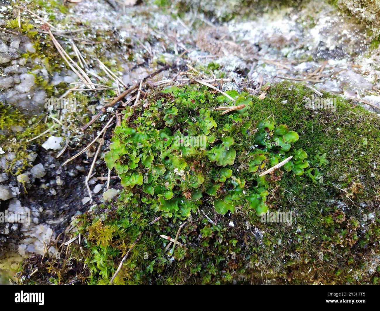 Common Chocolate Chip Lichen (Solorina saccata) Fungi Stock Photo - Alamy