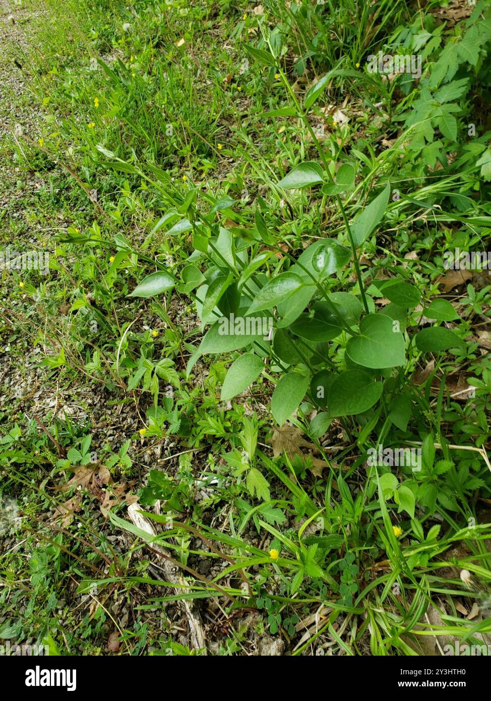 dog-strangling vines (Vincetoxicum) Plantae Stock Photo - Alamy