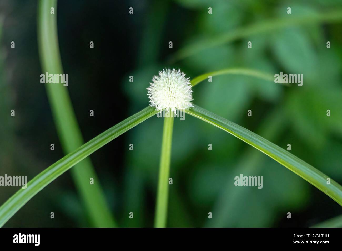 Close-up of a small round white flower of Kyllinga grass weed plant ...