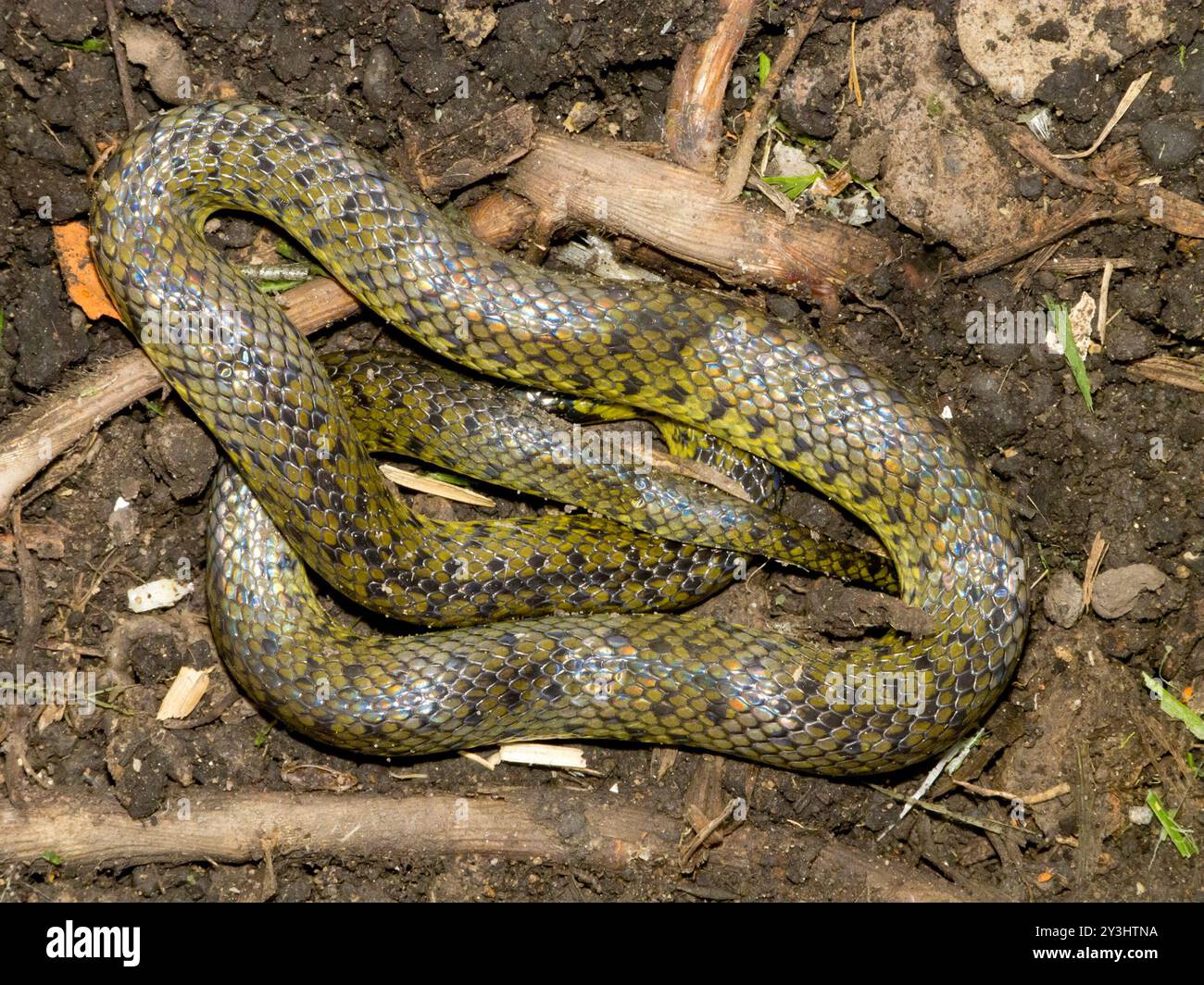 Thickhead Ground Snake (Atractus crassicaudatus) Reptilia Stock Photo ...