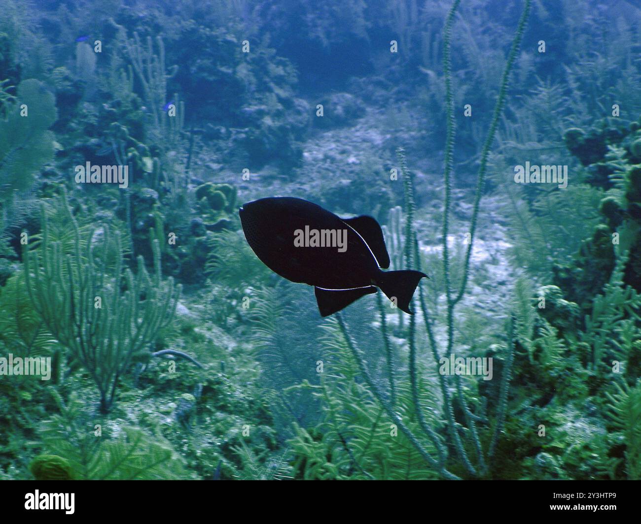 Black Triggerfish (Melichthys niger) Actinopterygii Stock Photo - Alamy