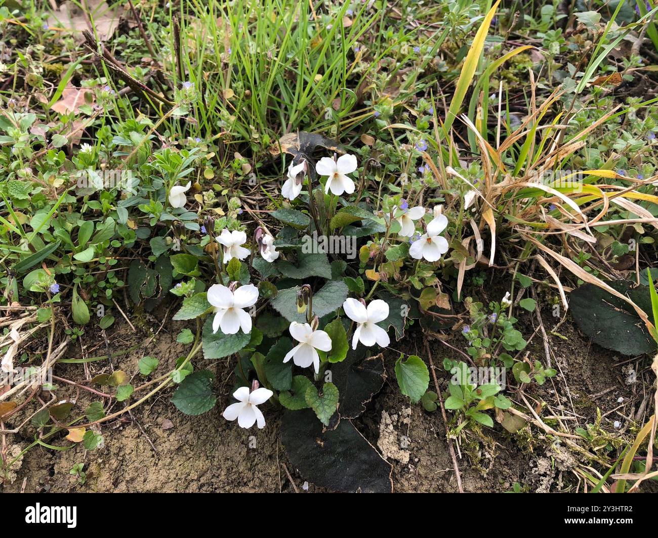 White Violet (Viola alba) Plantae Stock Photo - Alamy