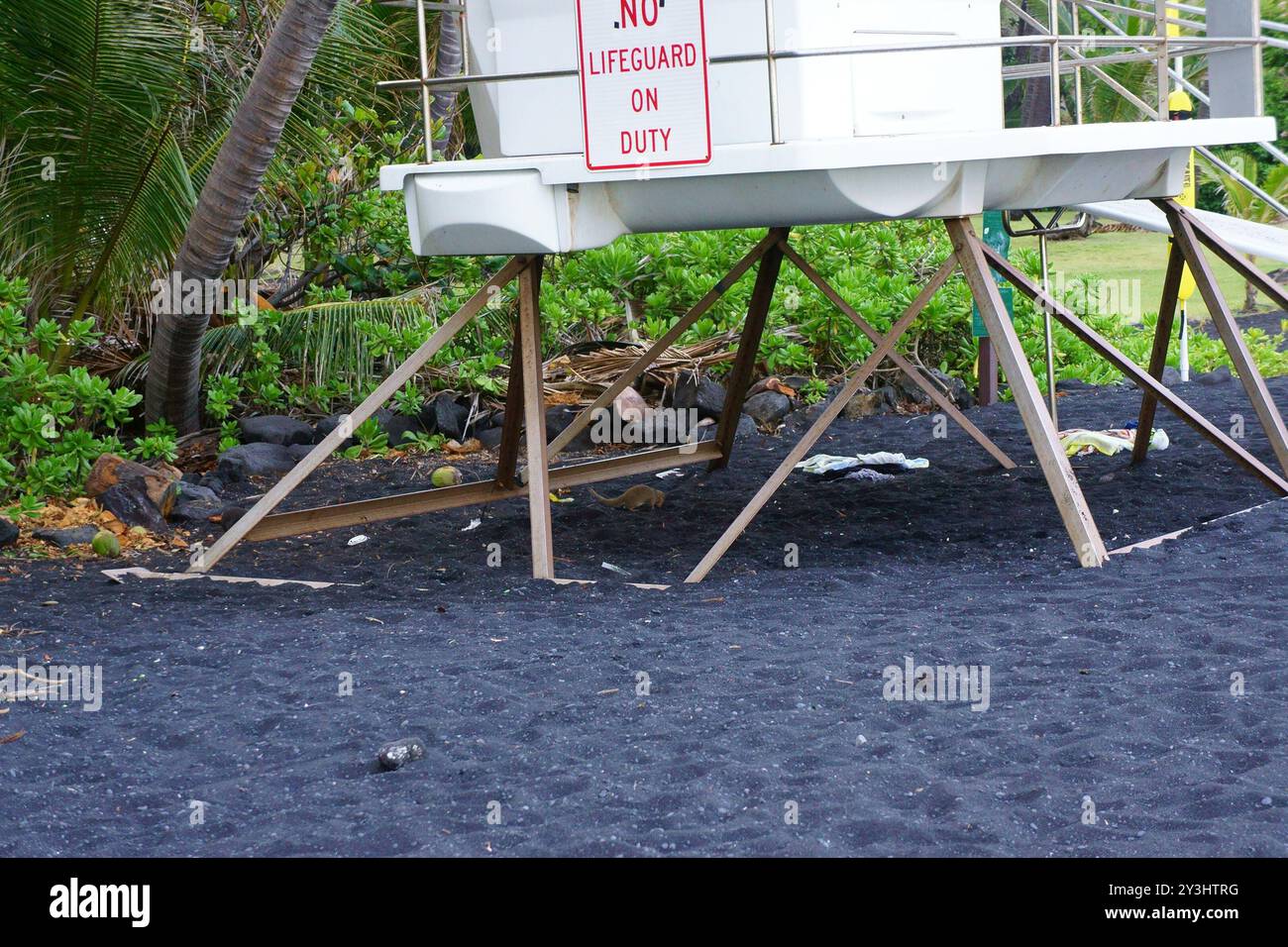 Small Indian Mongoose (Urva auropunctata) Mammalia Stock Photo - Alamy