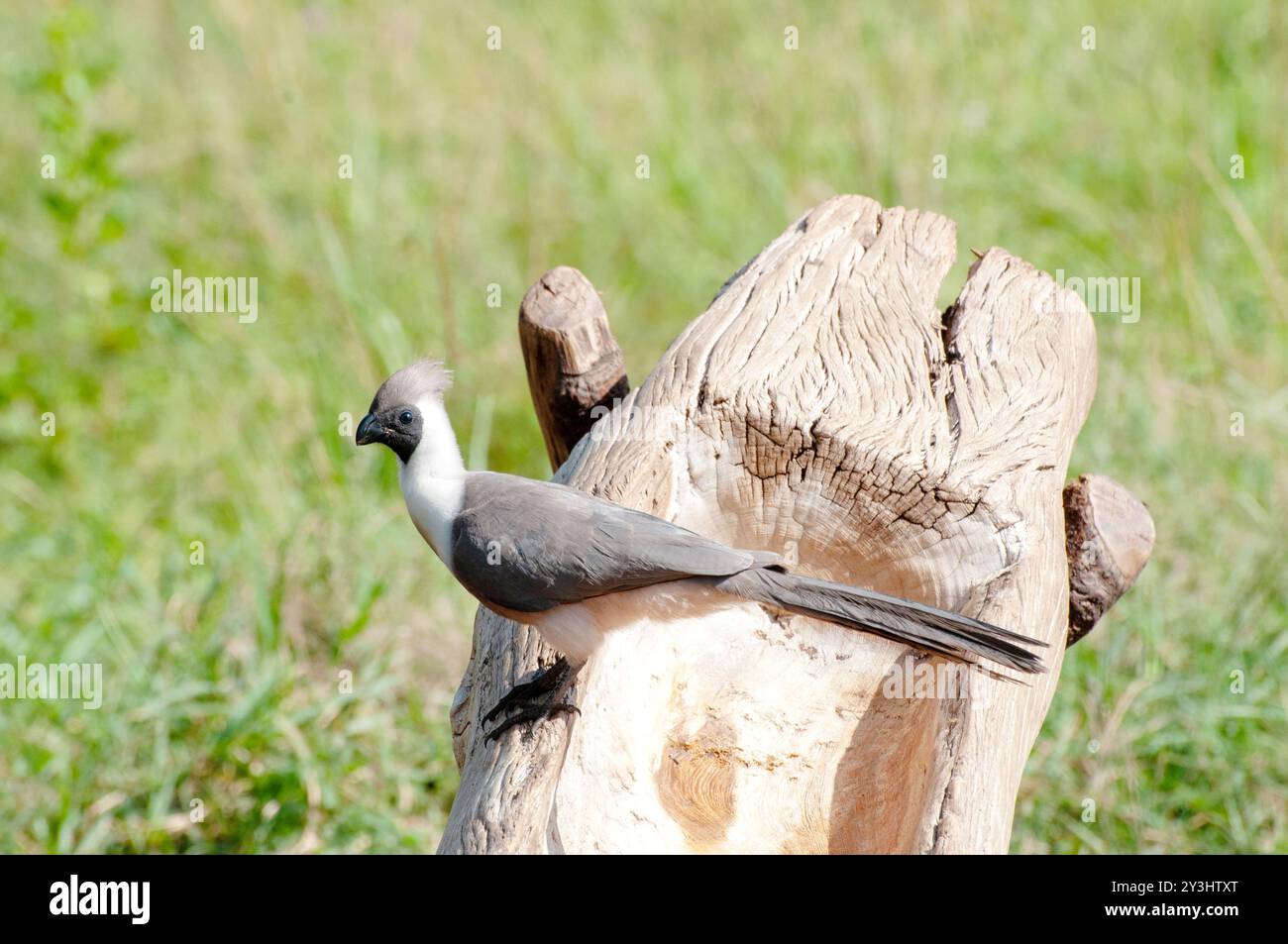 WHITE-BELLIED GO-AWY BIRD (corythaixoides leucogaster) Lyantonde Uganda ...