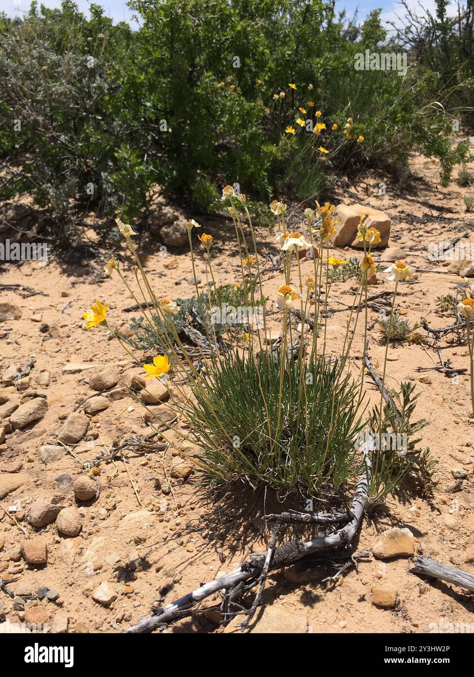 Stemmy Four-nerved Daisy (Tetraneuris scaposa) Plantae Stock Photo - Alamy