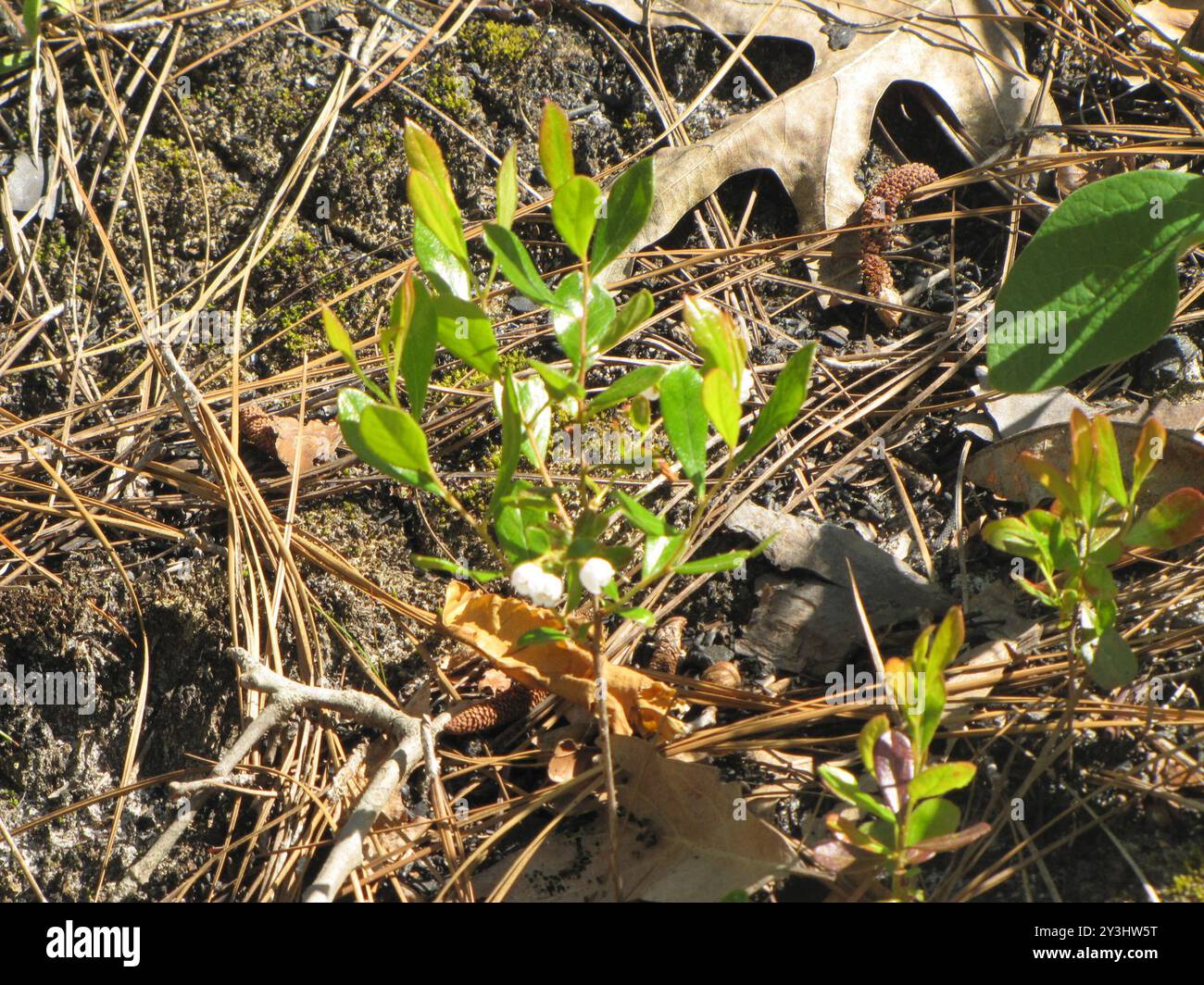 dwarf huckleberry (Gaylussacia dumosa) Plantae Stock Photo - Alamy
