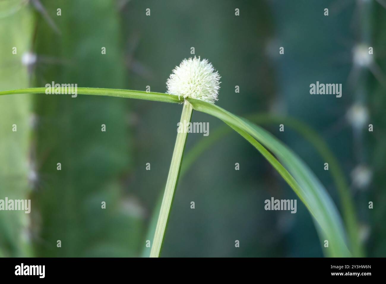 Close-up of a small round white flower of Kyllinga grass weed plant ...