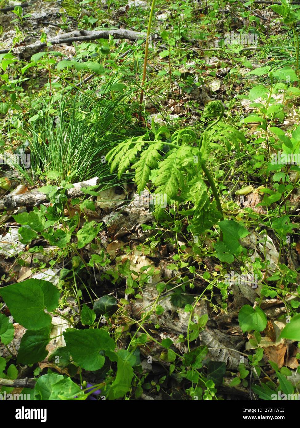 rattlesnake fern (Botrypus virginianus) Plantae Stock Photo - Alamy