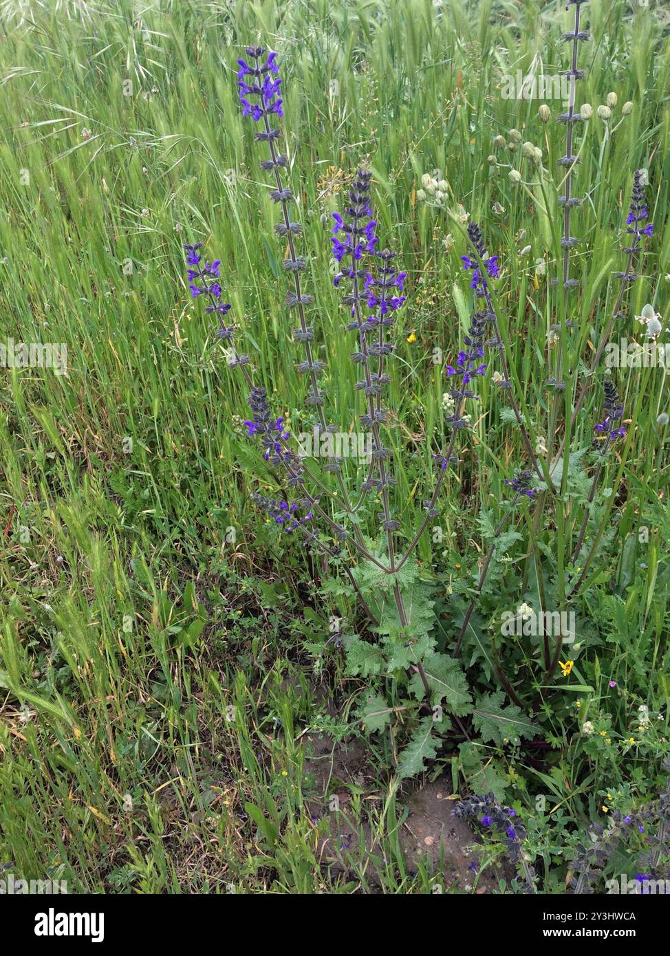wild clary (Salvia verbenaca) Plantae Stock Photo - Alamy