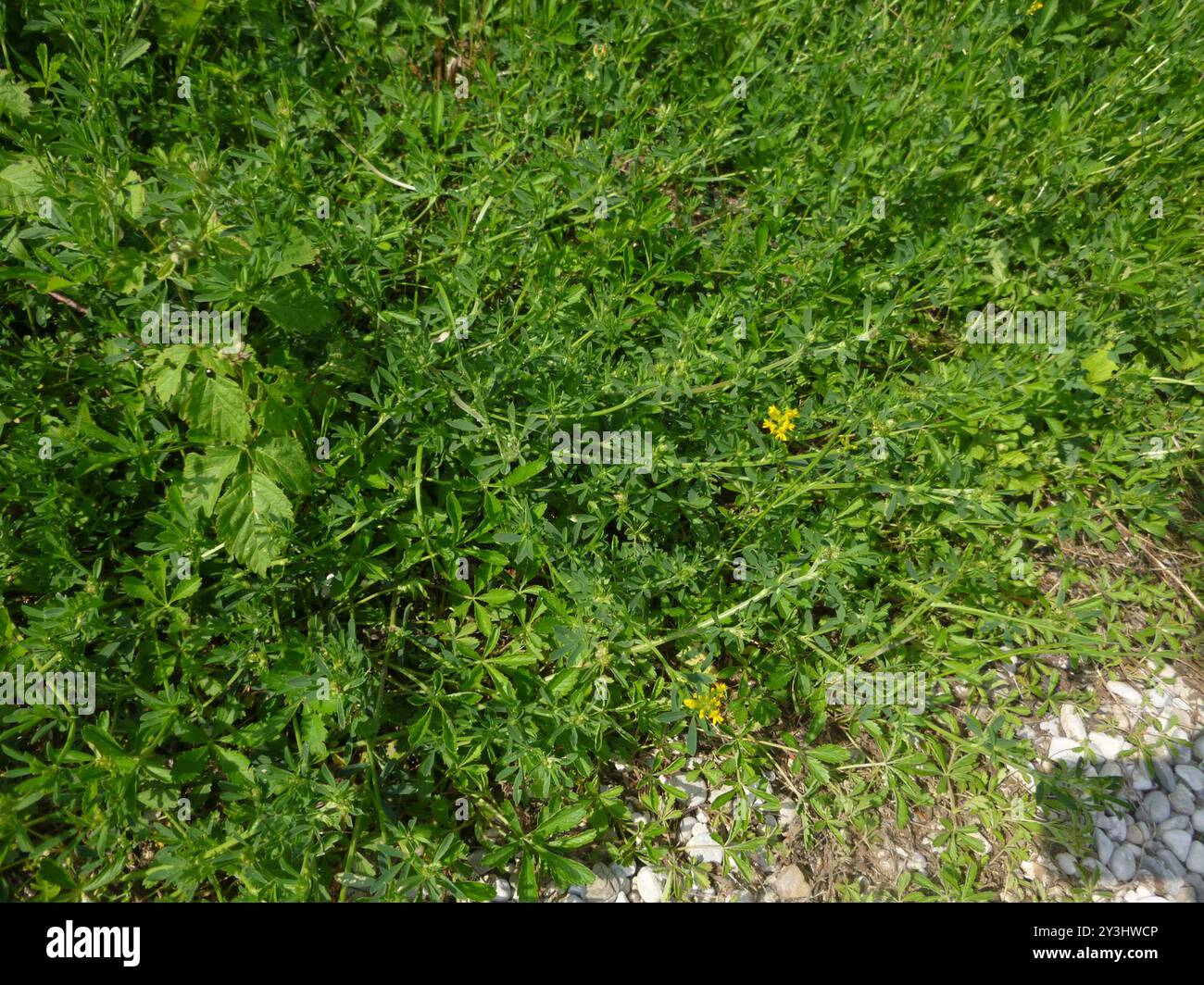 sickle alfalfa (Medicago falcata) Plantae Stock Photo - Alamy