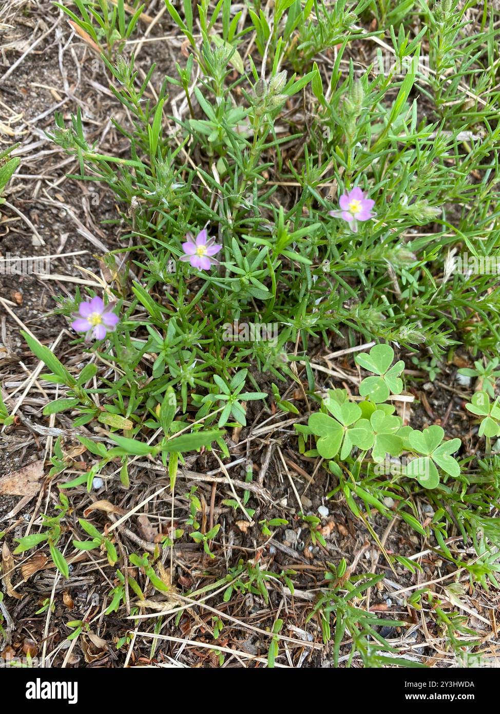 Red Sand Spurrey (Spergularia rubra) Plantae Stock Photo - Alamy