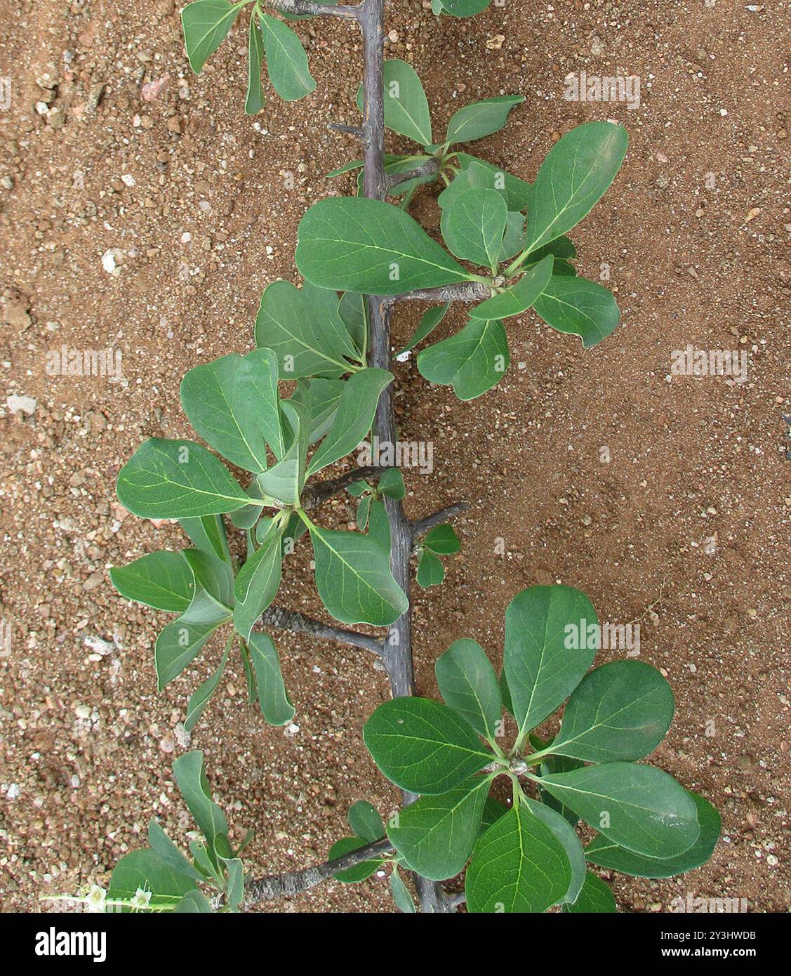 Purplepod clusterleaf (Terminalia prunioides) Plantae Stock Photo - Alamy