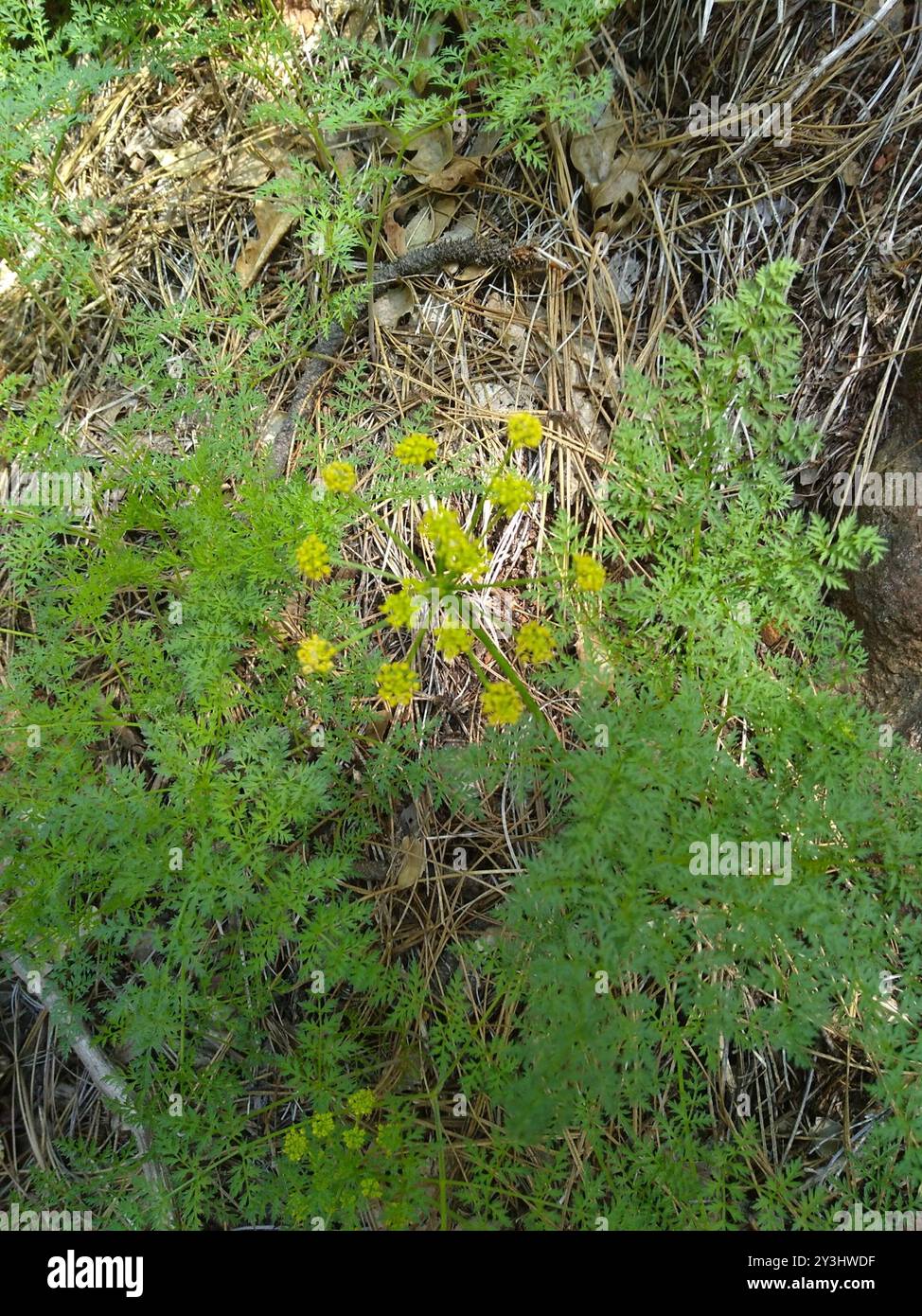 northern Indian parsnip (Cymopterus terebinthinus) Plantae Stock Photo ...