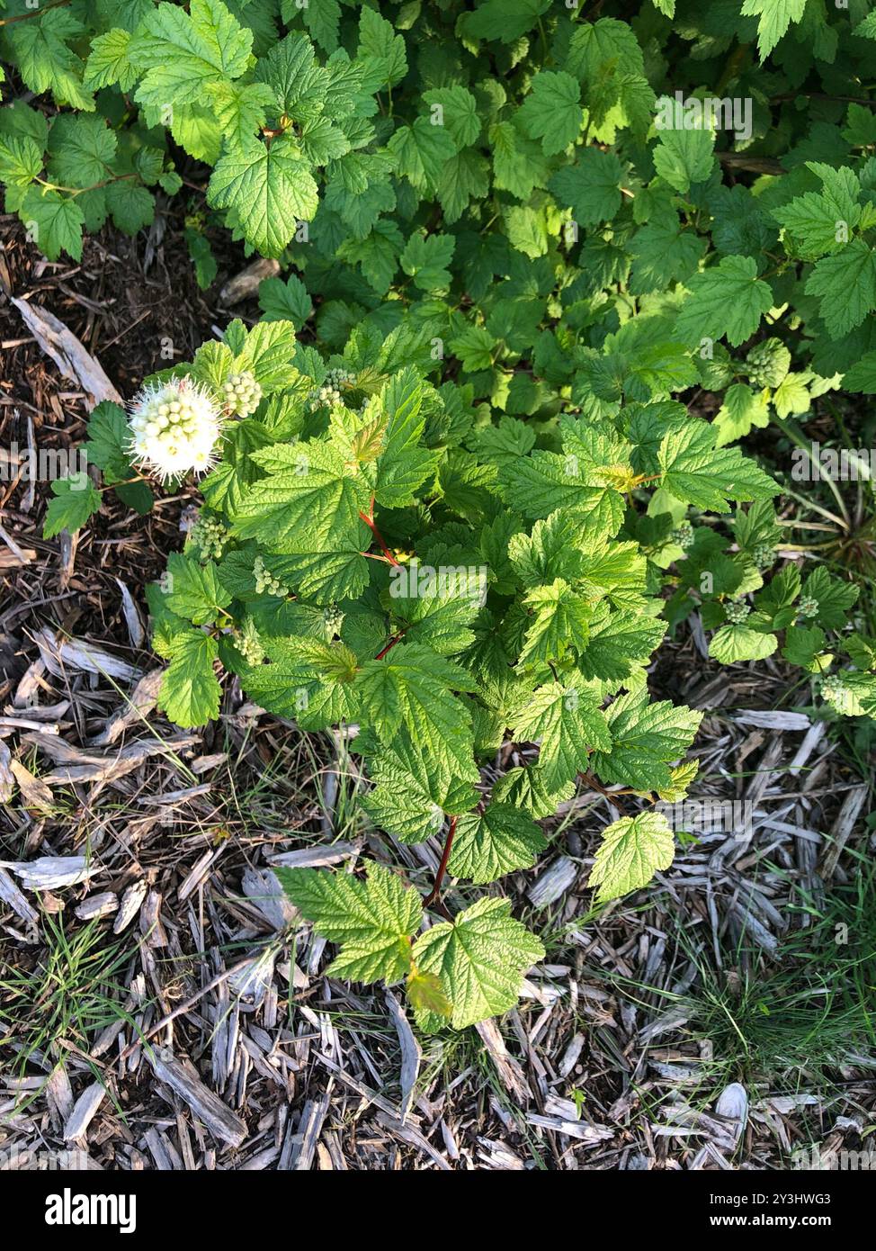 Pacific ninebark (Physocarpus capitatus) Plantae Stock Photo - Alamy
