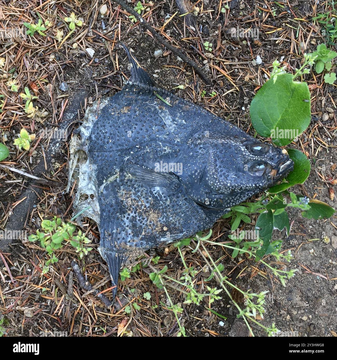 Starry Flounder (Platichthys stellatus) Actinopterygii Stock Photo - Alamy