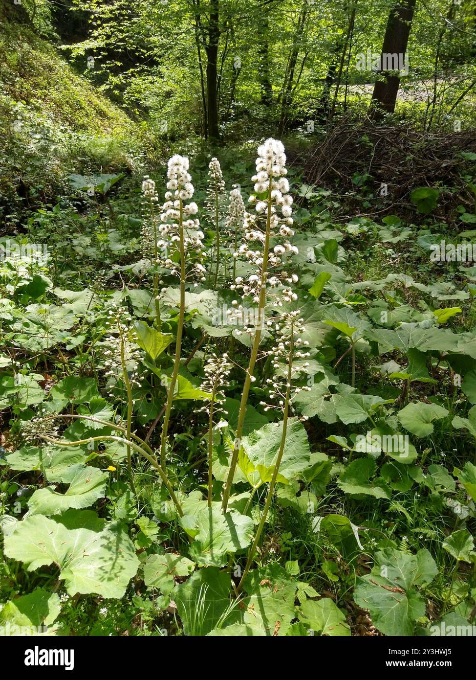 Common Butterbur (Petasites hybridus) Plantae Stock Photo - Alamy