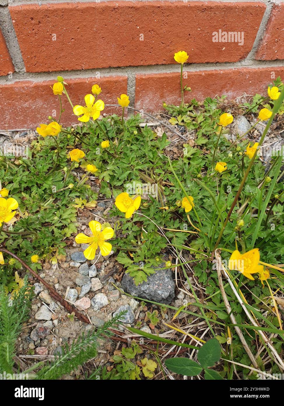 Creeping buttercup (Ranunculus repens) Plantae Stock Photo - Alamy