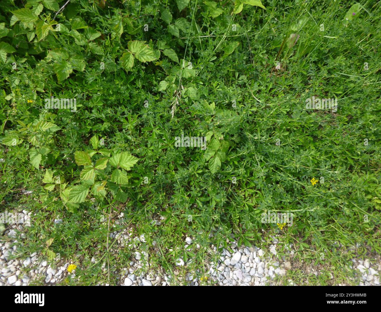sickle alfalfa (Medicago falcata) Plantae Stock Photo - Alamy