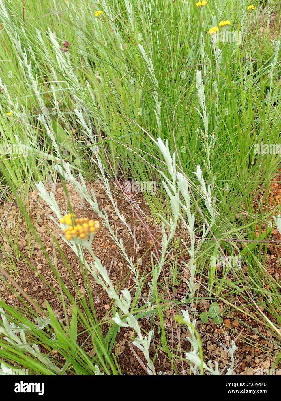 Golden Everlasting (Helichrysum aureonitens) Plantae Stock Photo - Alamy