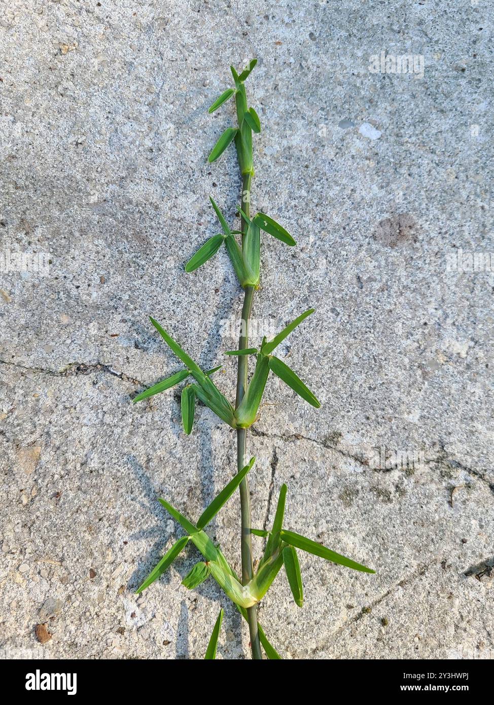 Saint Augustine grass (Stenotaphrum secundatum) Plantae Stock Photo - Alamy