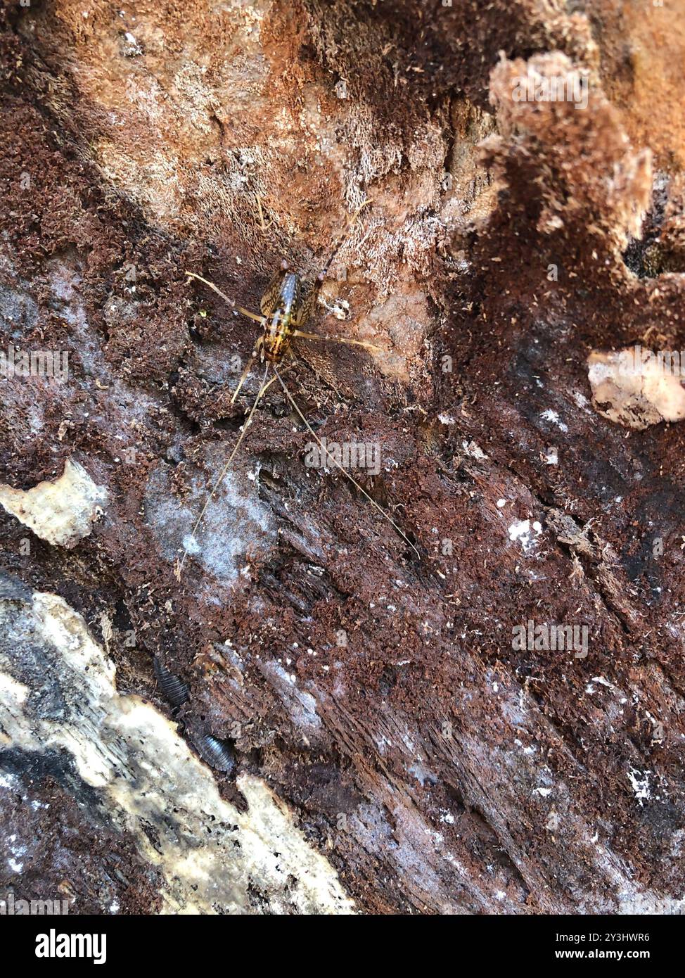 Camel Crickets (Ceuthophilus) Insecta Stock Photo - Alamy