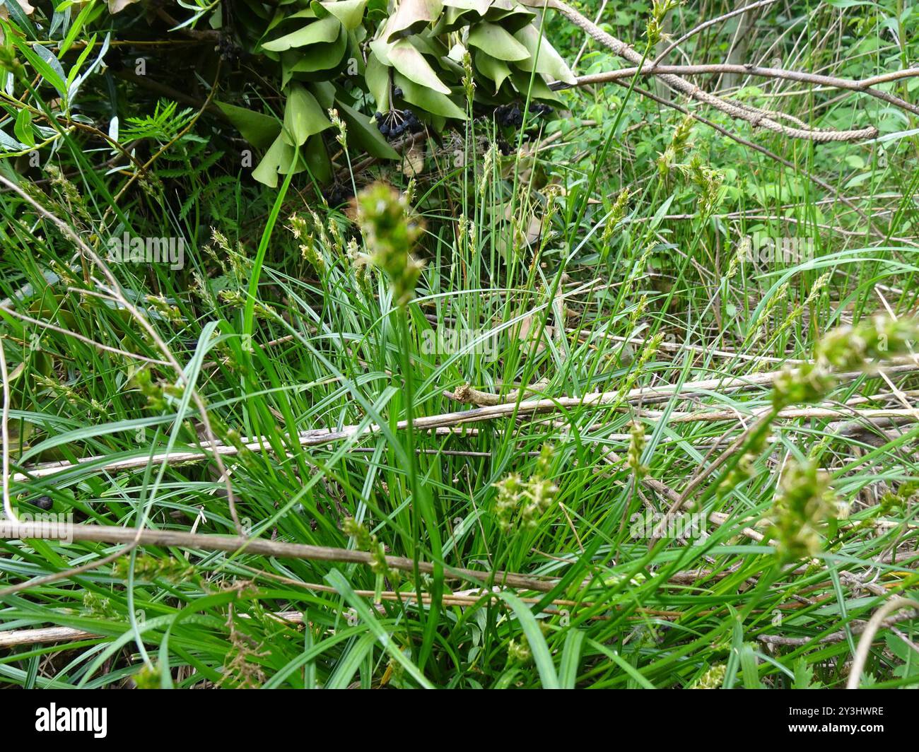 Spiked Sedge (Carex spicata) Plantae Stock Photo - Alamy