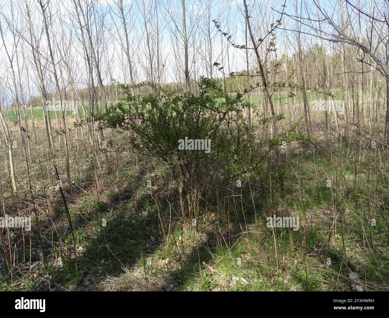 multiflora rose (Rosa multiflora) Plantae Stock Photo - Alamy