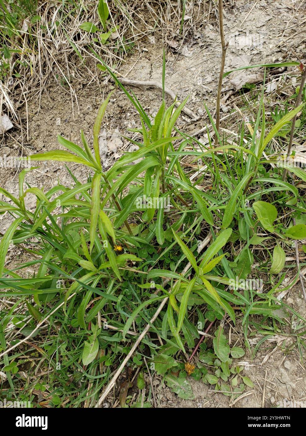 plants (Plantae) Plantae Stock Photo - Alamy