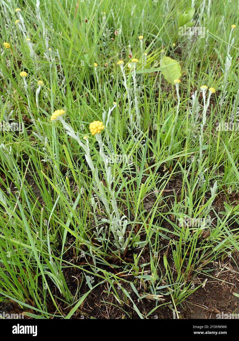 Golden Everlasting (Helichrysum aureonitens) Plantae Stock Photo - Alamy