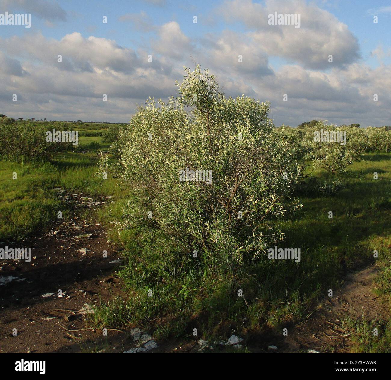 Wild Camphorbush (Tarchonanthus camphoratus) Plantae Stock Photo - Alamy