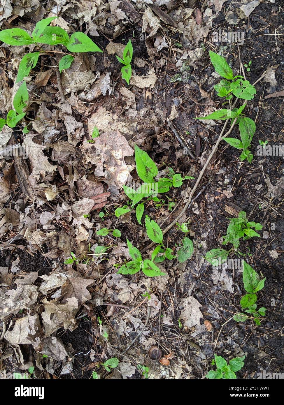 American jumpseed (Persicaria virginiana) Plantae Stock Photo - Alamy