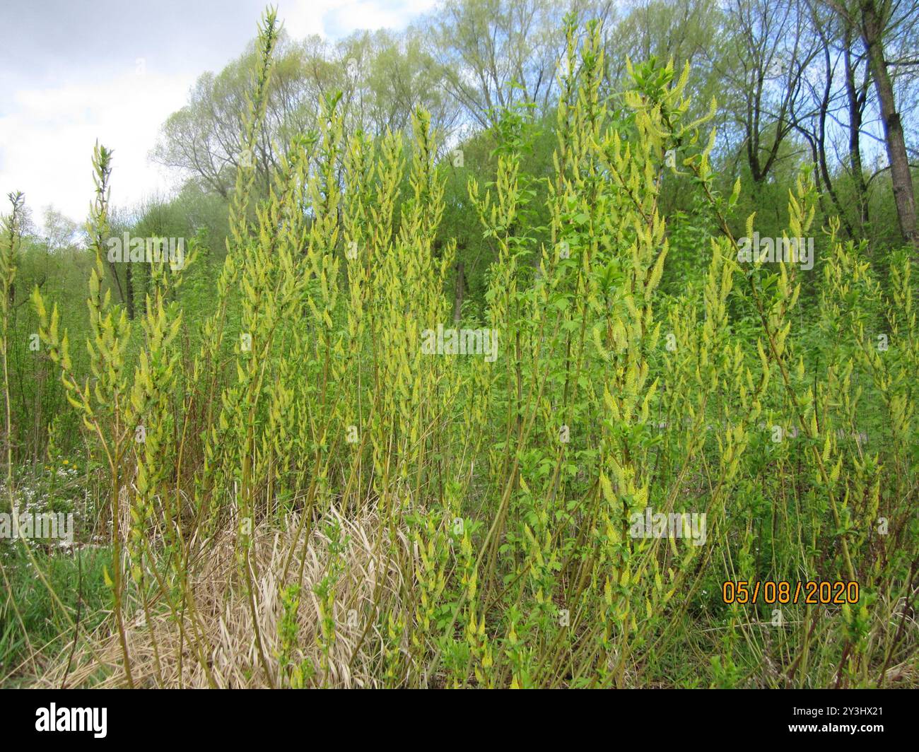 Almond Willow (Salix triandra) Plantae Stock Photo - Alamy
