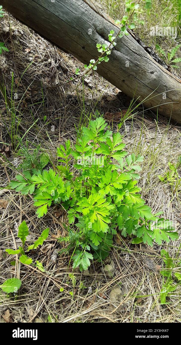 prairie smoke (Geum triflorum) Plantae Stock Photo - Alamy