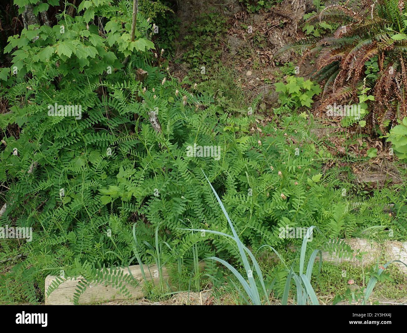 giant vetch (Vicia gigantea) Plantae Stock Photo - Alamy