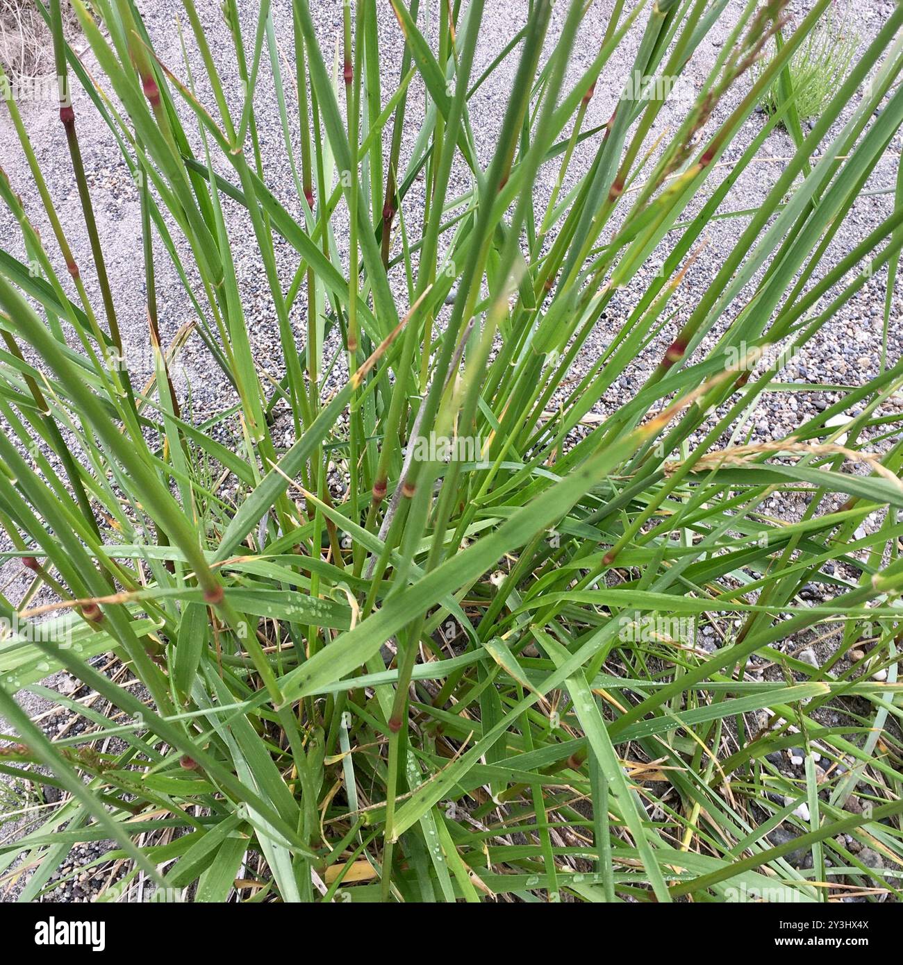 bluestems, lemon grasses, silvergrasses, and allies (Andropogoneae ...