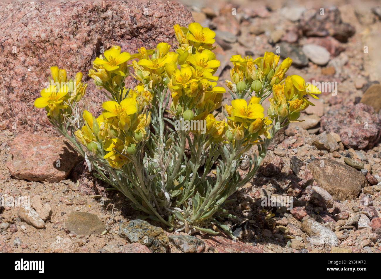 Fendler's bladderpod (Physaria fendleri) Plantae Stock Photo - Alamy