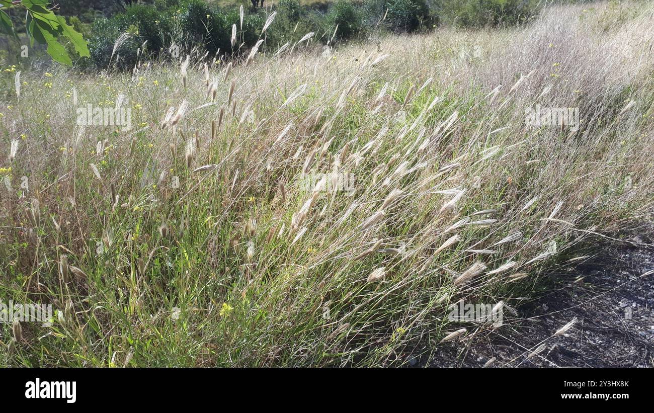 feather finger grass (Chloris virgata) Plantae Stock Photo - Alamy