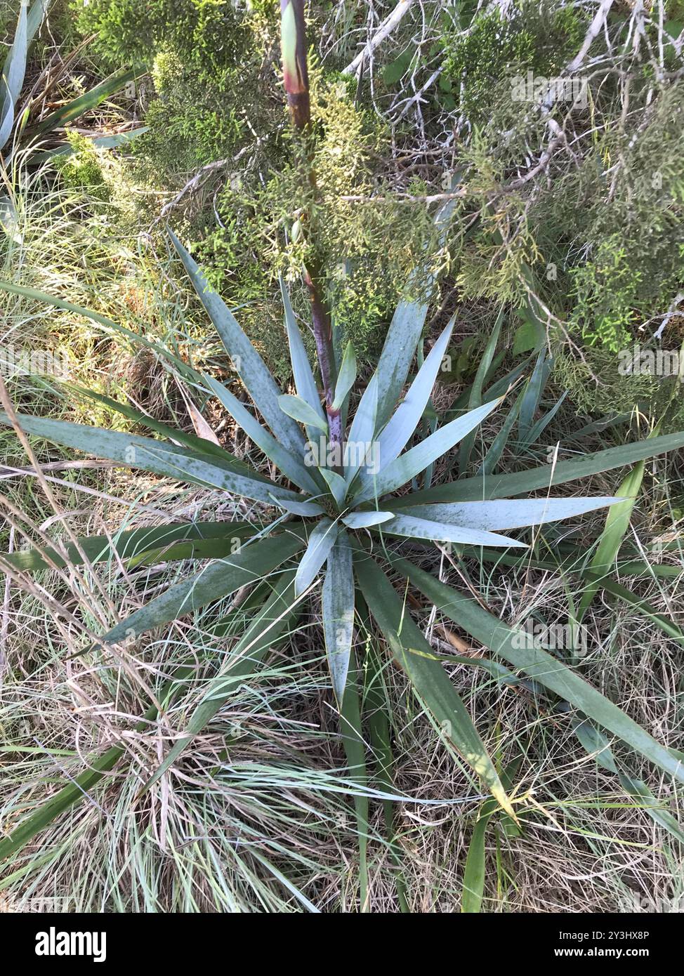 Pale Yucca (Yucca pallida) Plantae Stock Photo - Alamy