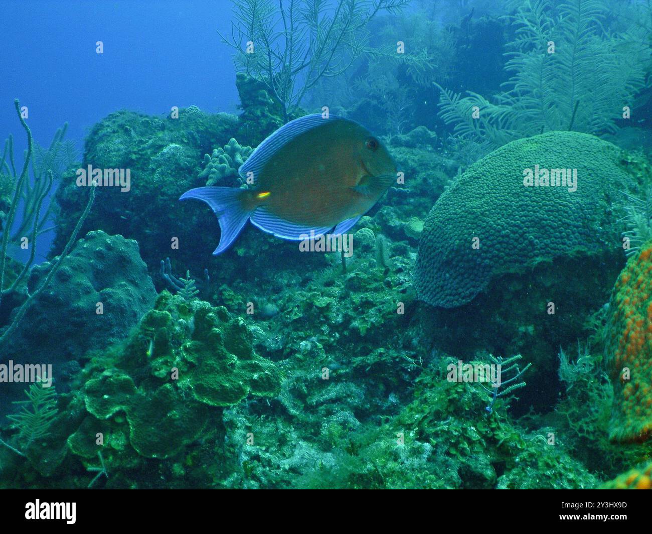 Atlantic Blue Tang (Acanthurus coeruleus) Actinopterygii Stock Photo ...